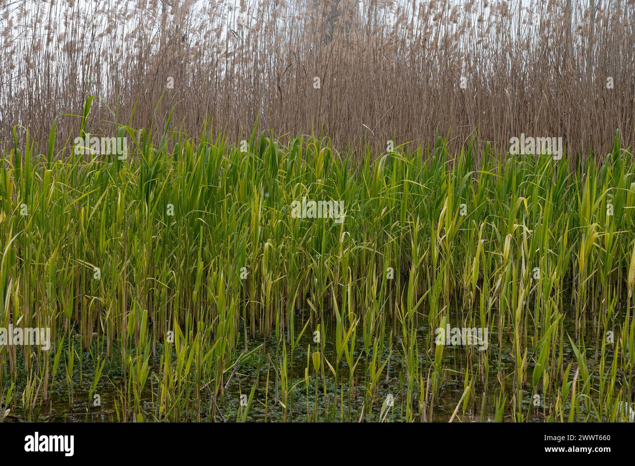 Fresh and dried reed plants in the lake Stock Photo - Alamy