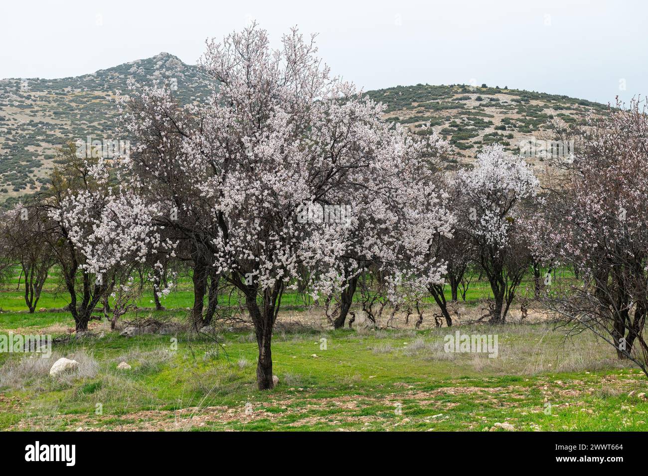 Almond tree in blossom in spring Stock Photo - Alamy