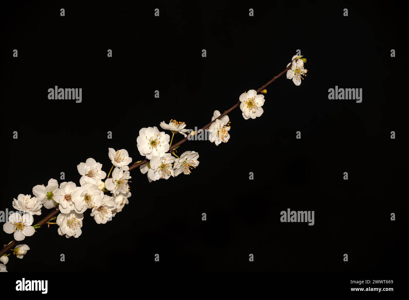 Branch flowering plum in sunlight hi-res stock photography and images ...