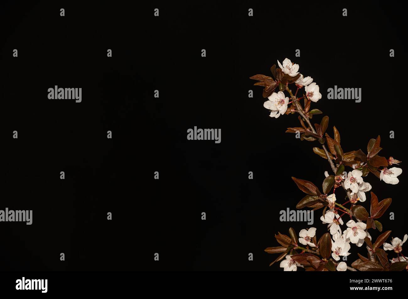 Fruit tree branch flowering in spring. Black background Stock Photo - Alamy