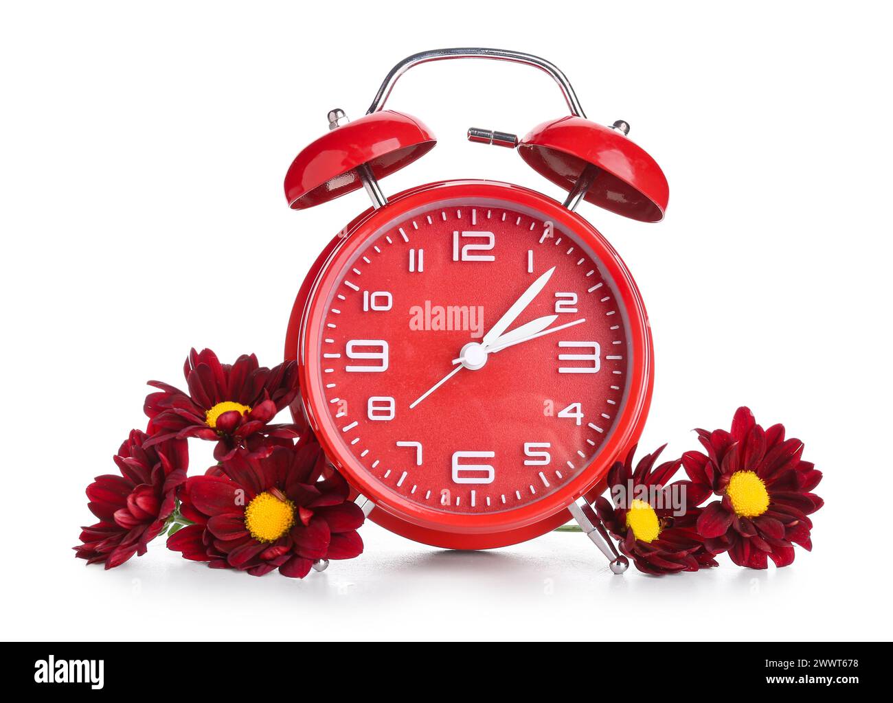 Alarm clock and chrysanthemum flowers on white background Stock Photo ...