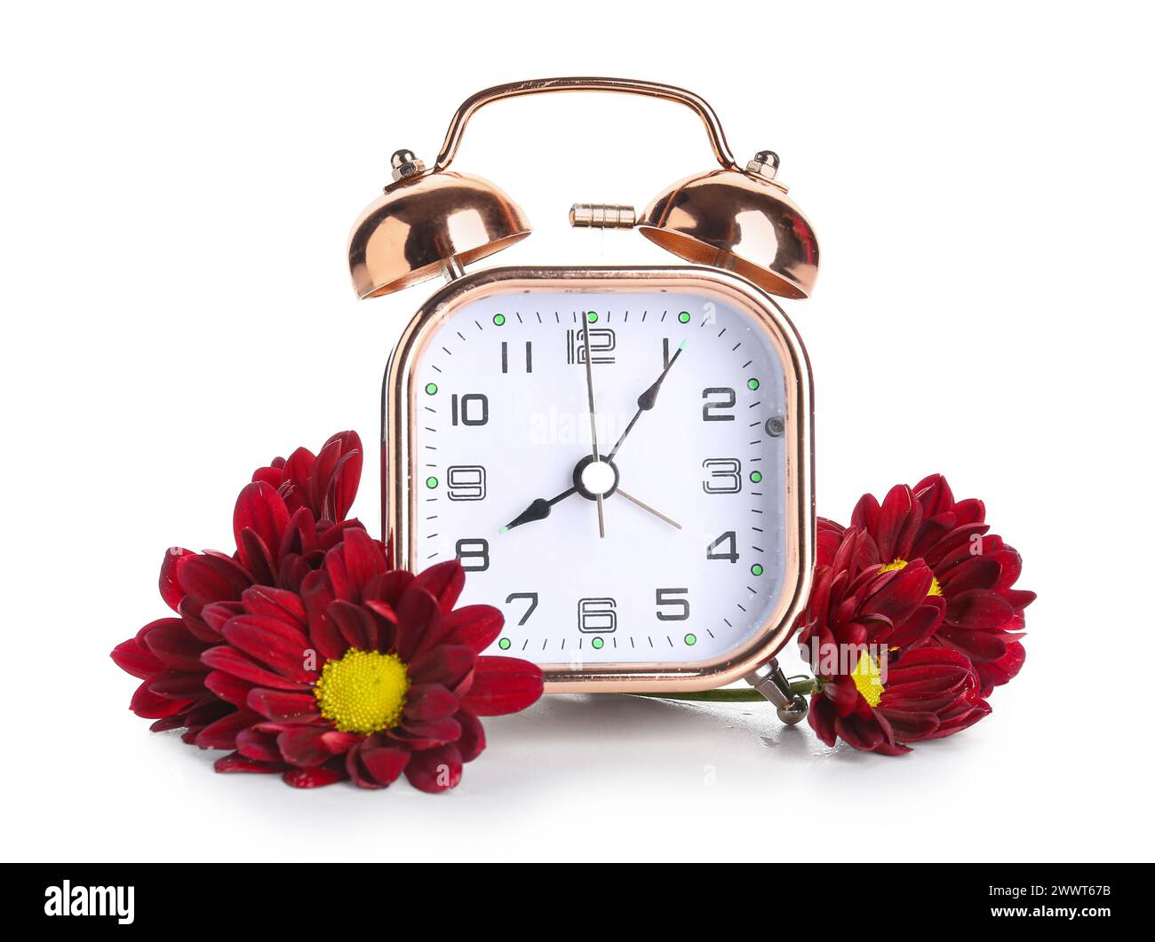 Alarm clock and chrysanthemum flowers on white background Stock Photo ...