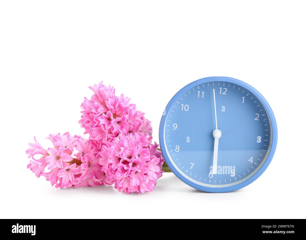 Alarm clock and hyacinth flowers on white background Stock Photo - Alamy
