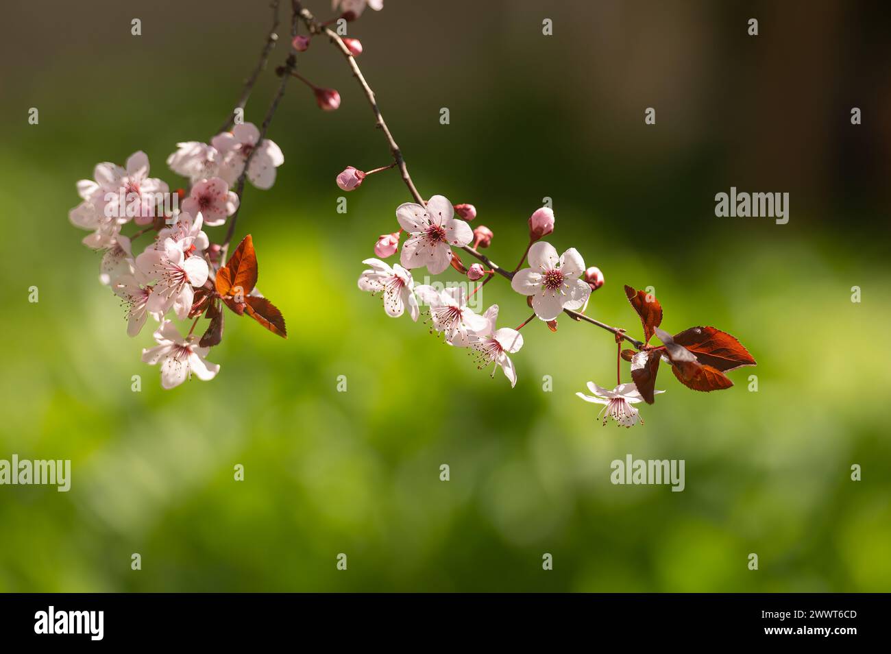 Fruit tree branch blooming in spring. Green background Stock Photo - Alamy