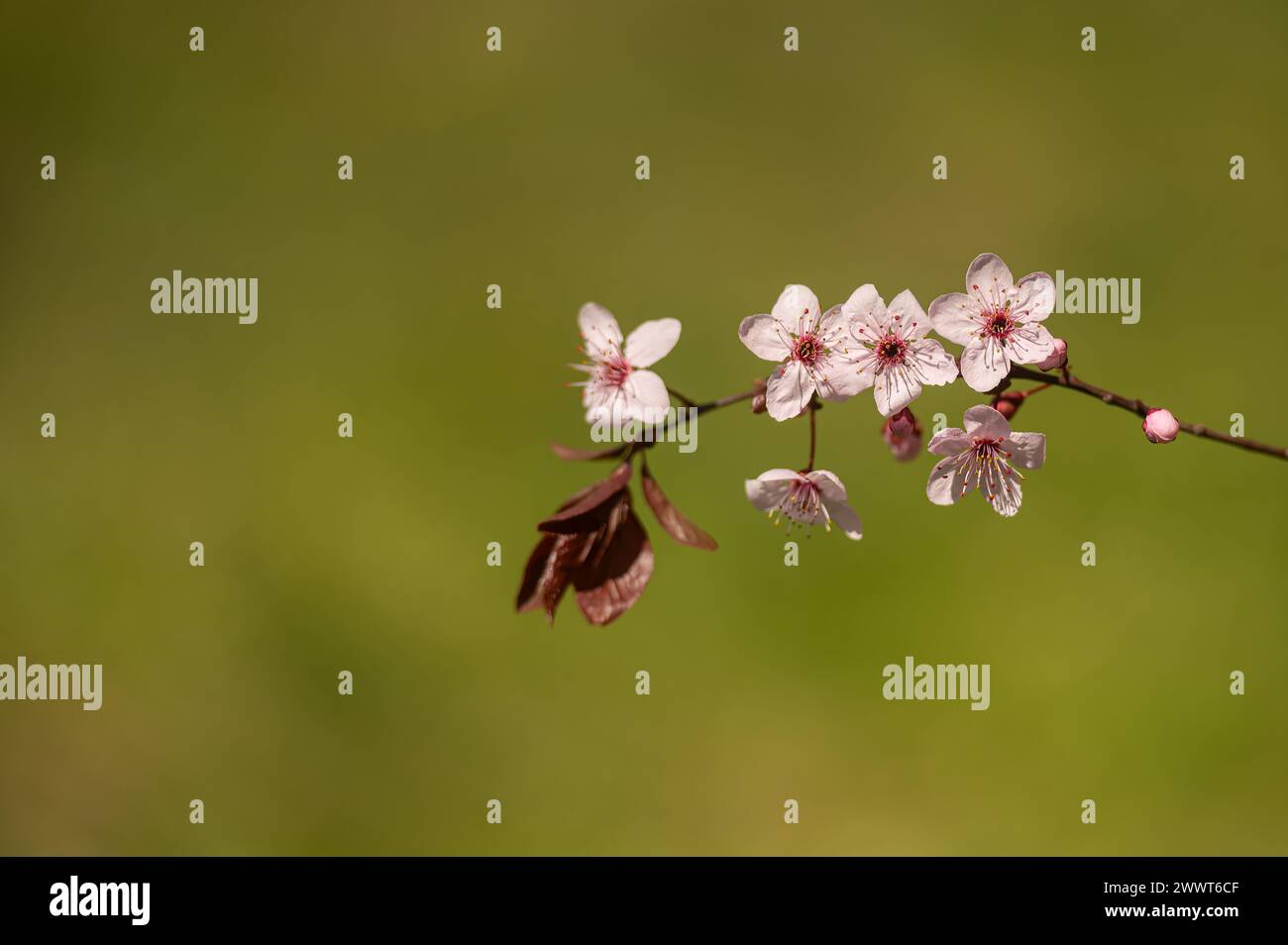 Vector gradient background natural hi-res stock photography and images ...