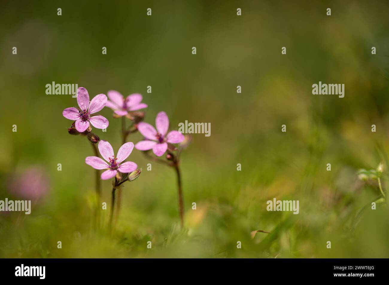 Pink color flowers in spring time. Erodium cicutarium flowers. Wild ...