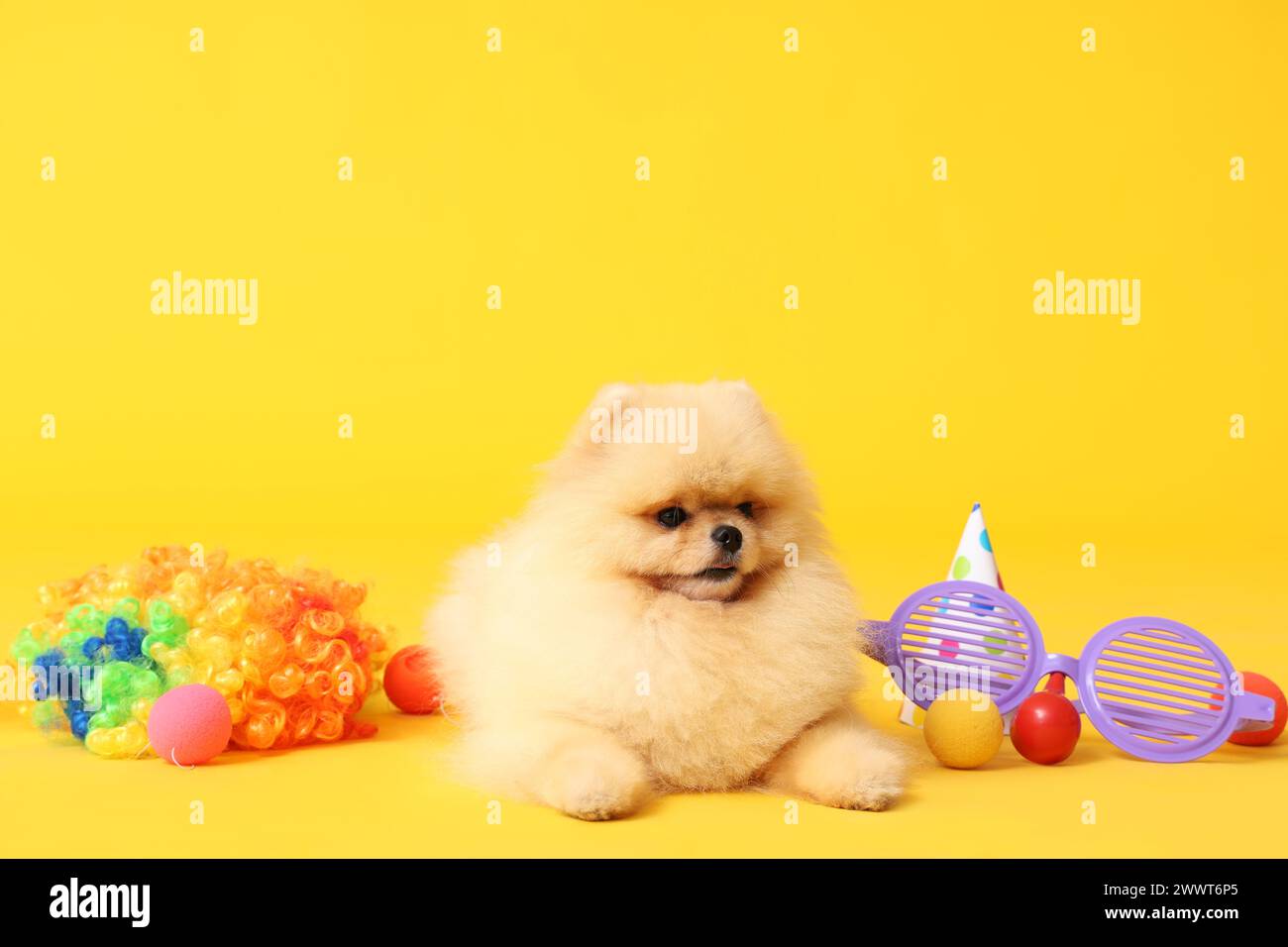Cute Pomeranian Spitz dog with funny disguise for April Fools day ...