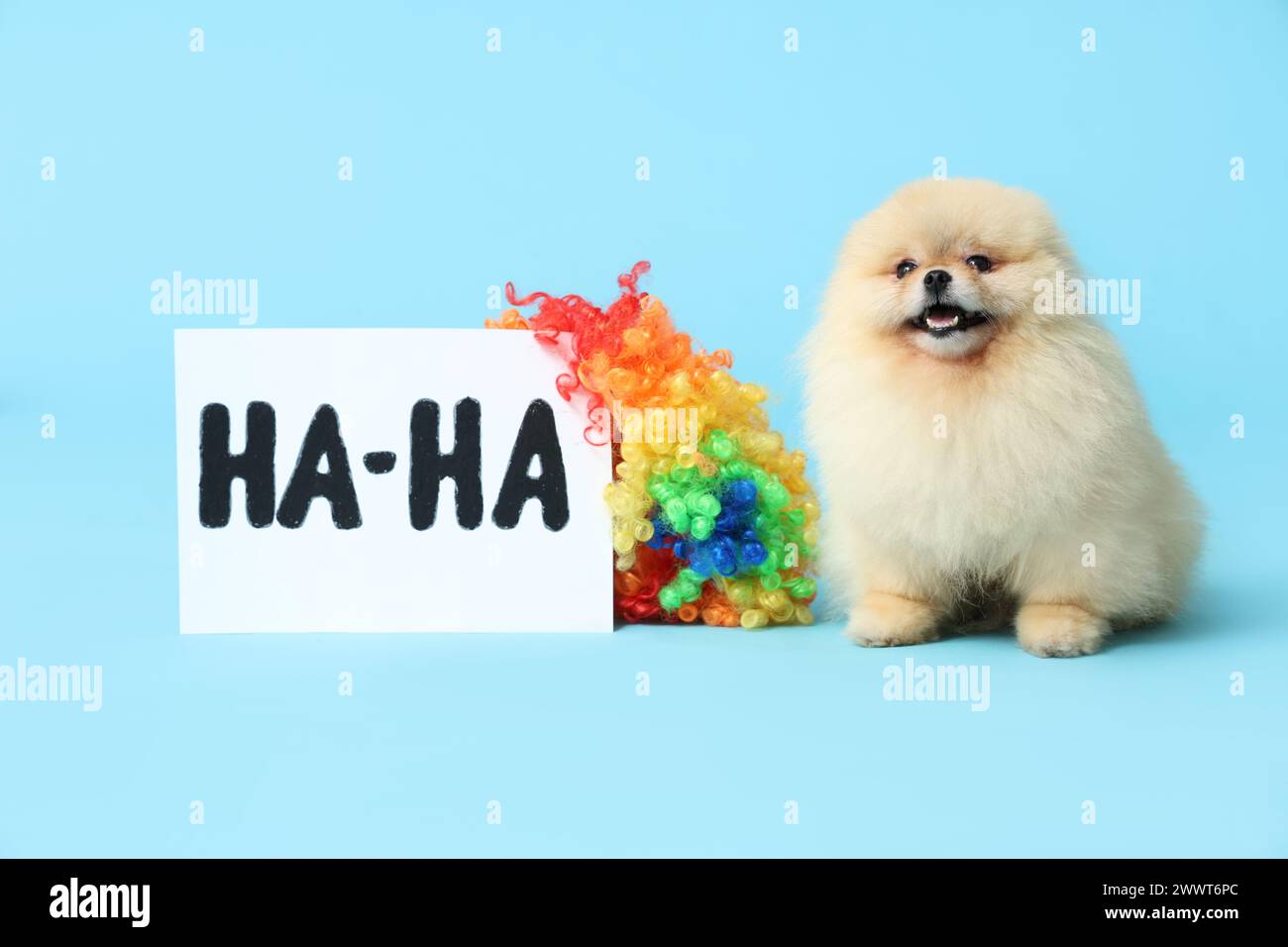 Cute Pomeranian Spitz dog, card with text HA-HA and clown wig on blue ...