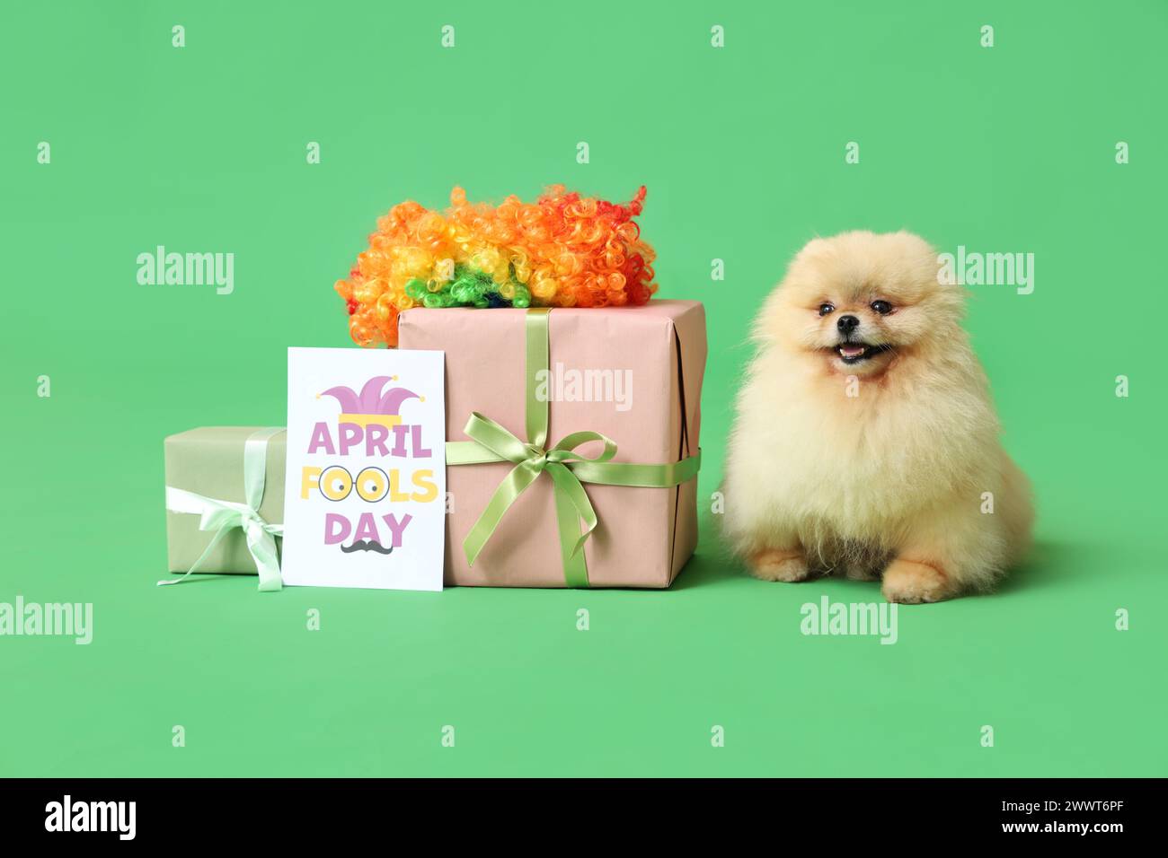 Cute Pomeranian Spitz dog, card with text APRIL FOOLS DAY and gift ...