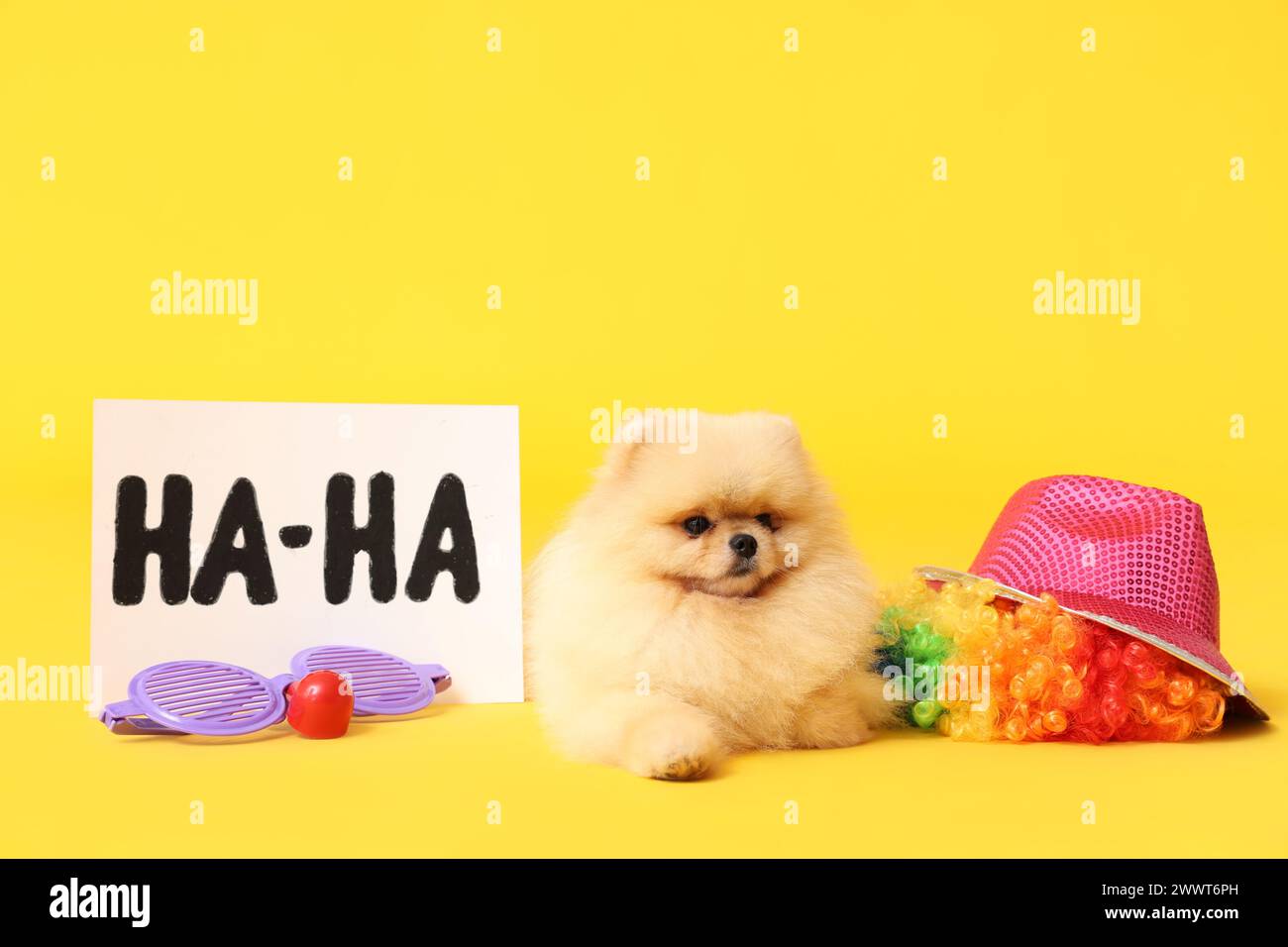 Cute Pomeranian Spitz dog, card with text HA-HA and funny disguise for ...
