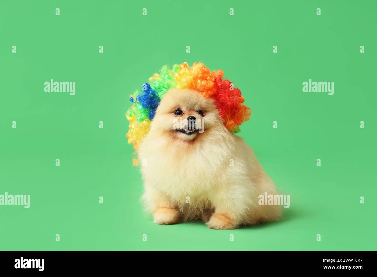 Cute Pomeranian Spitz dog in clown wig on green background. April Fools ...