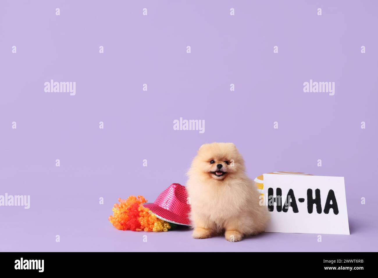 Cute Pomeranian Spitz dog, card with text HA-HA and clown wig on lilac ...