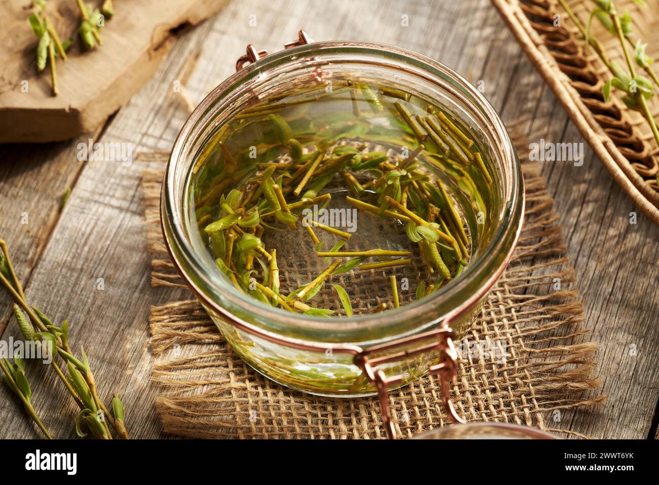 Preparation of gemmotherapeutic herbal tincture from willow branches ...