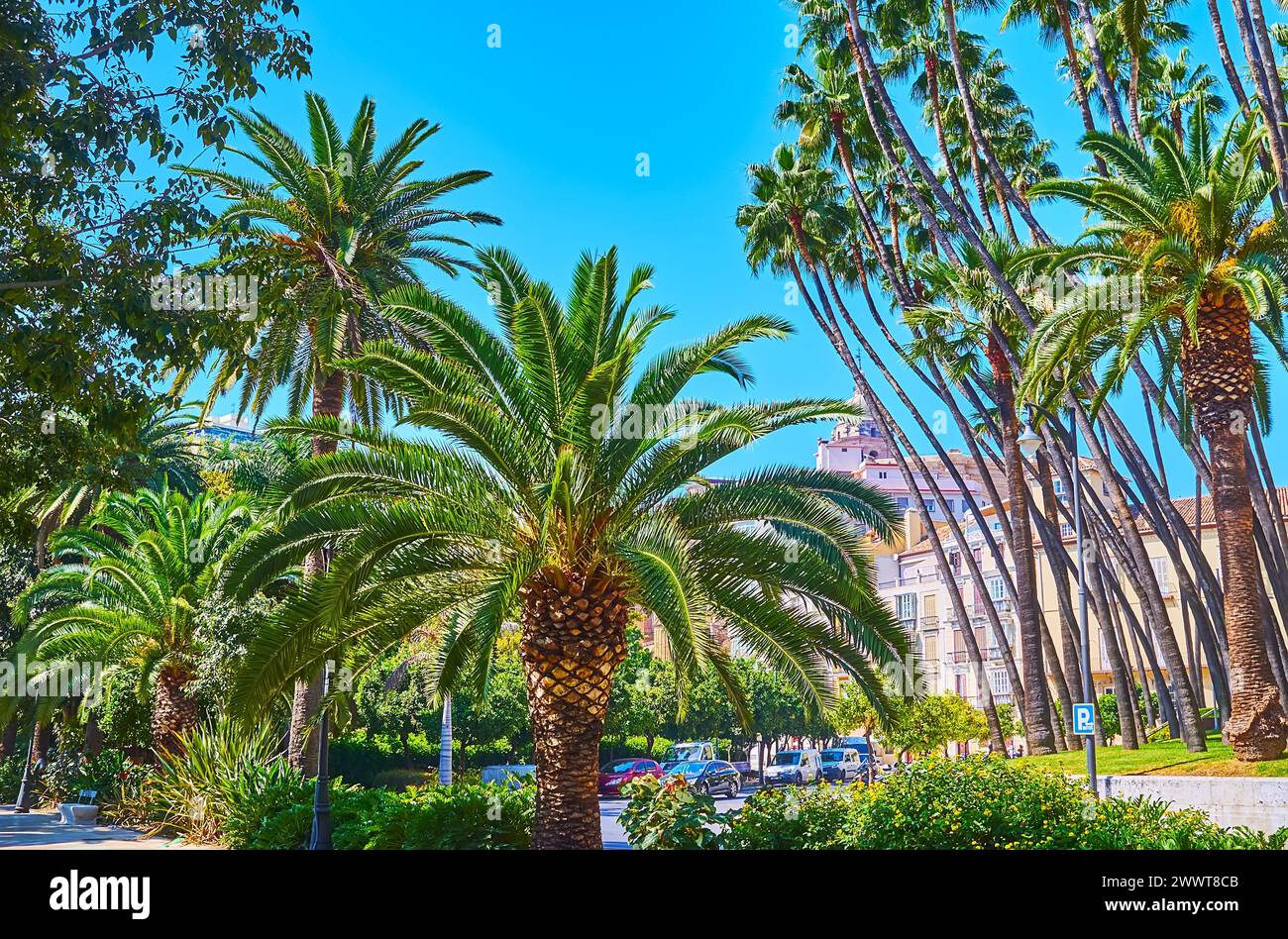 Lush greenery and tall palms in Malaga Park, Spain Stock Photo - Alamy