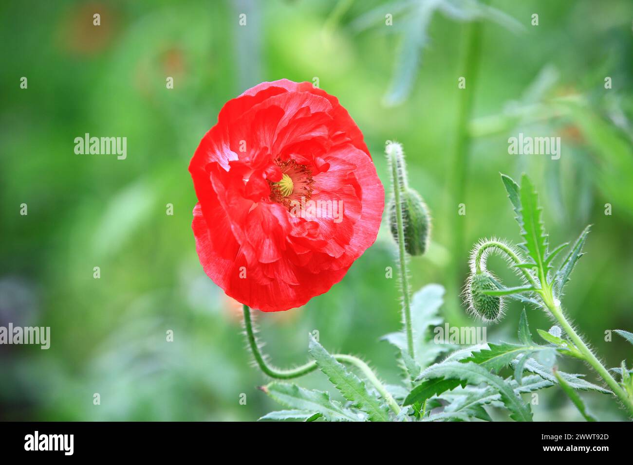 Poppy plantation leaves hi-res stock photography and images - Alamy