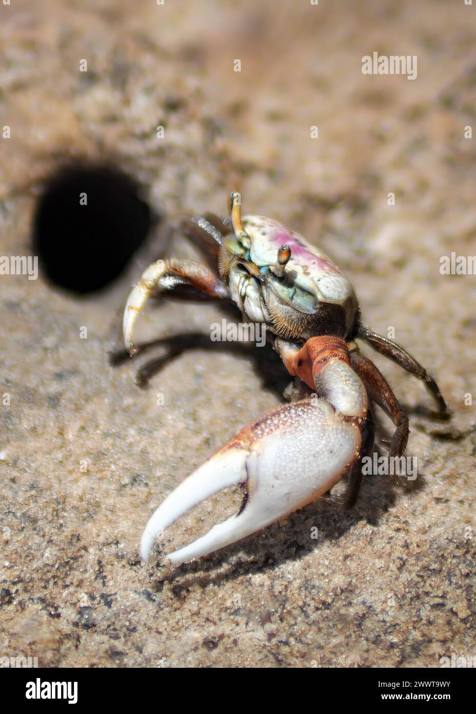 A close-up of a tiny Atlantic mud fiddler crab (Minuca Pugnax) next to ...