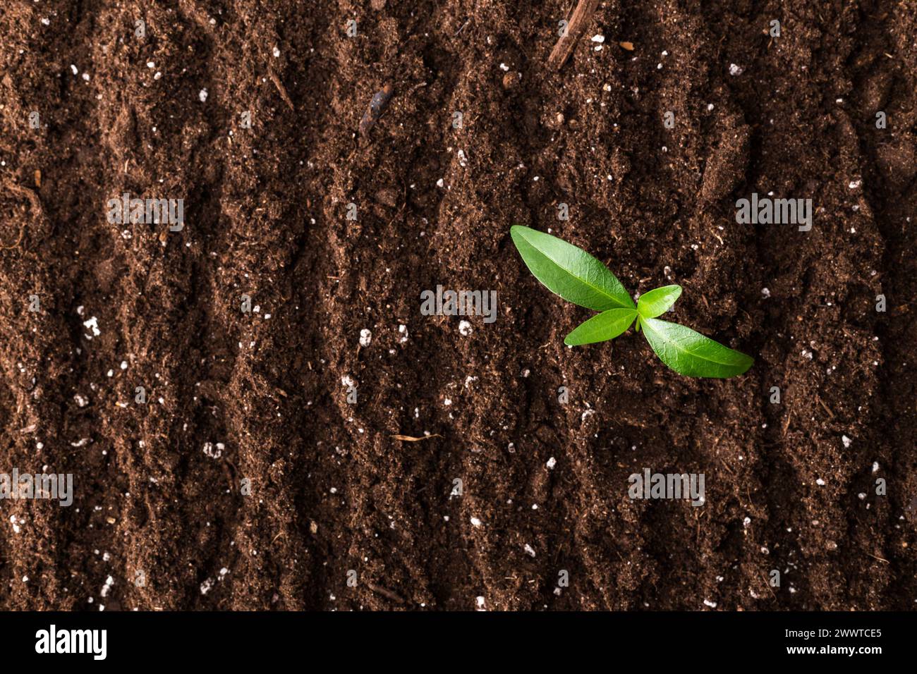 Seedling green plant surface top view textured background Stock Photo ...