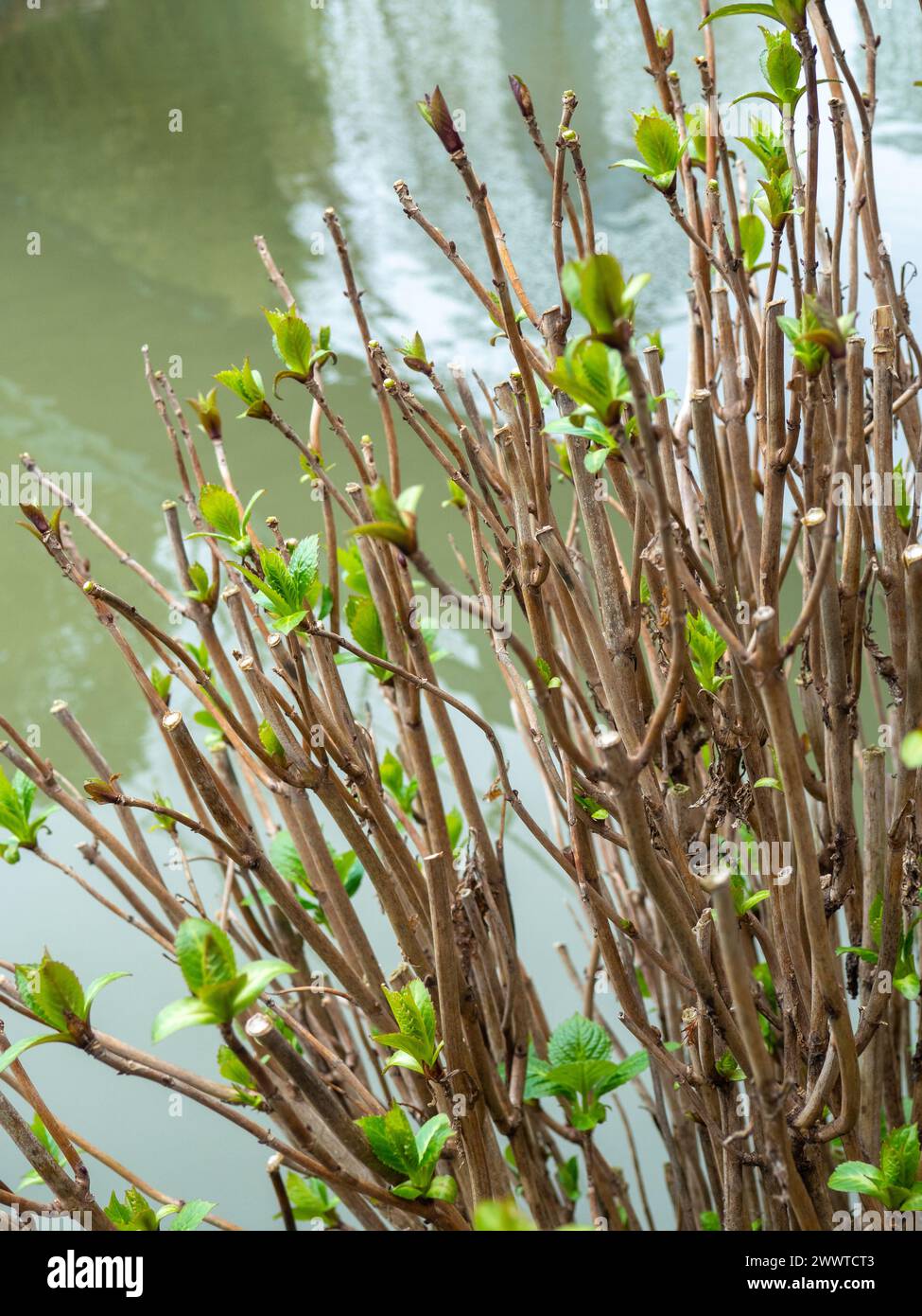 spring small leaves on a bush. Fresh blooming foliage. Spring concept ...