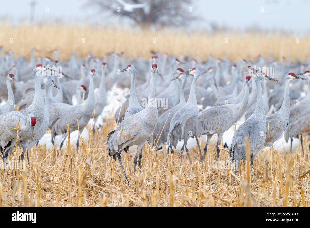 Flock of Sandhill cranes (Grus canadensis) and Snow geese (Chen ...