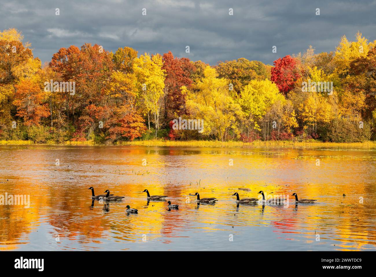 Mallard ducks and Canada geese on Jensen Lake. Lebanon Hills Park, Fall ...