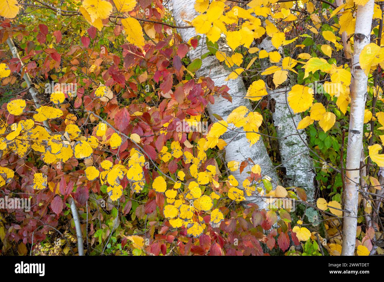 Autumn leaves including White Birch and Quaking Aspen, Eastern USA, by ...