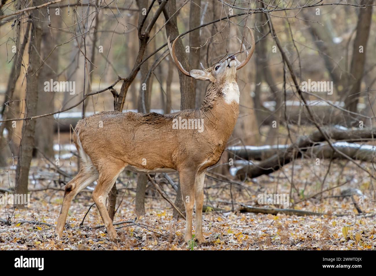 White-tailed deer buck (Odocoileus virginianus) scent marking branch ...