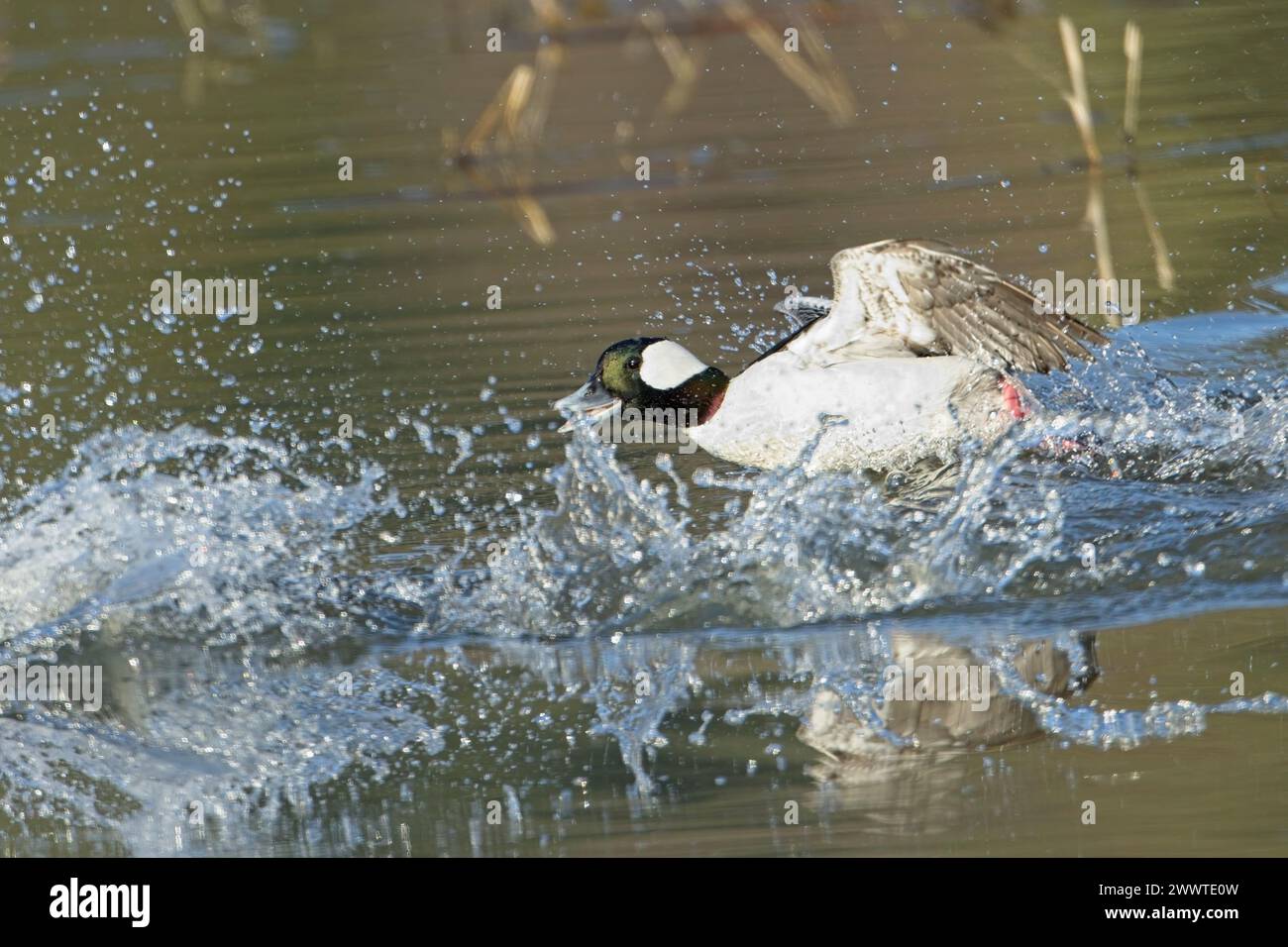 Male duck chasing hi-res stock photography and images - Alamy