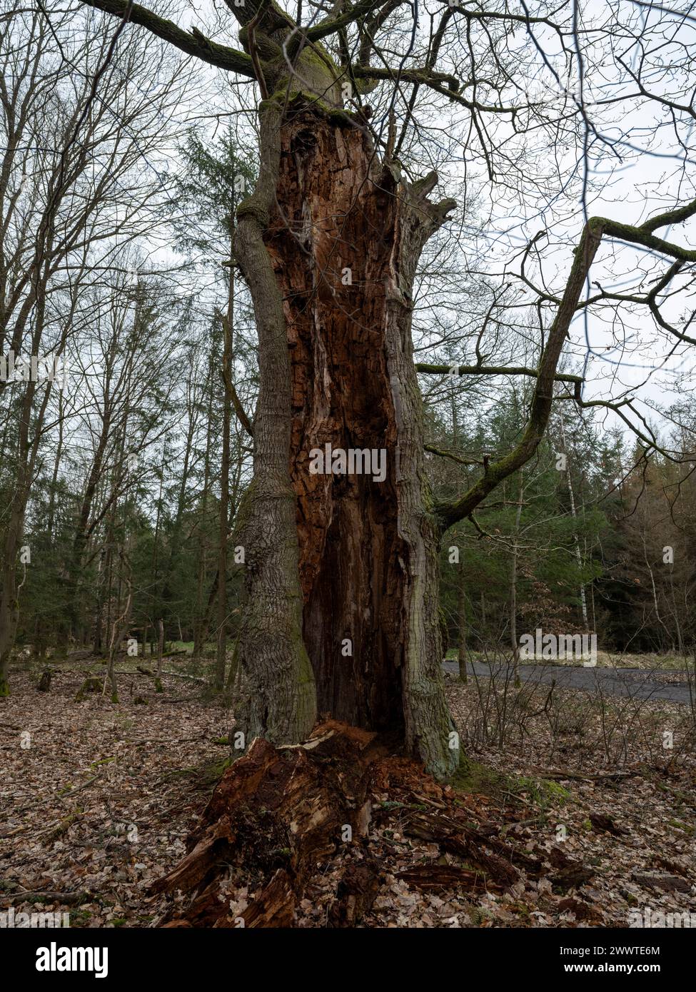 Eiche Quercus, etwa 300 Jahre alte Traubeneiche, Königseiche ...