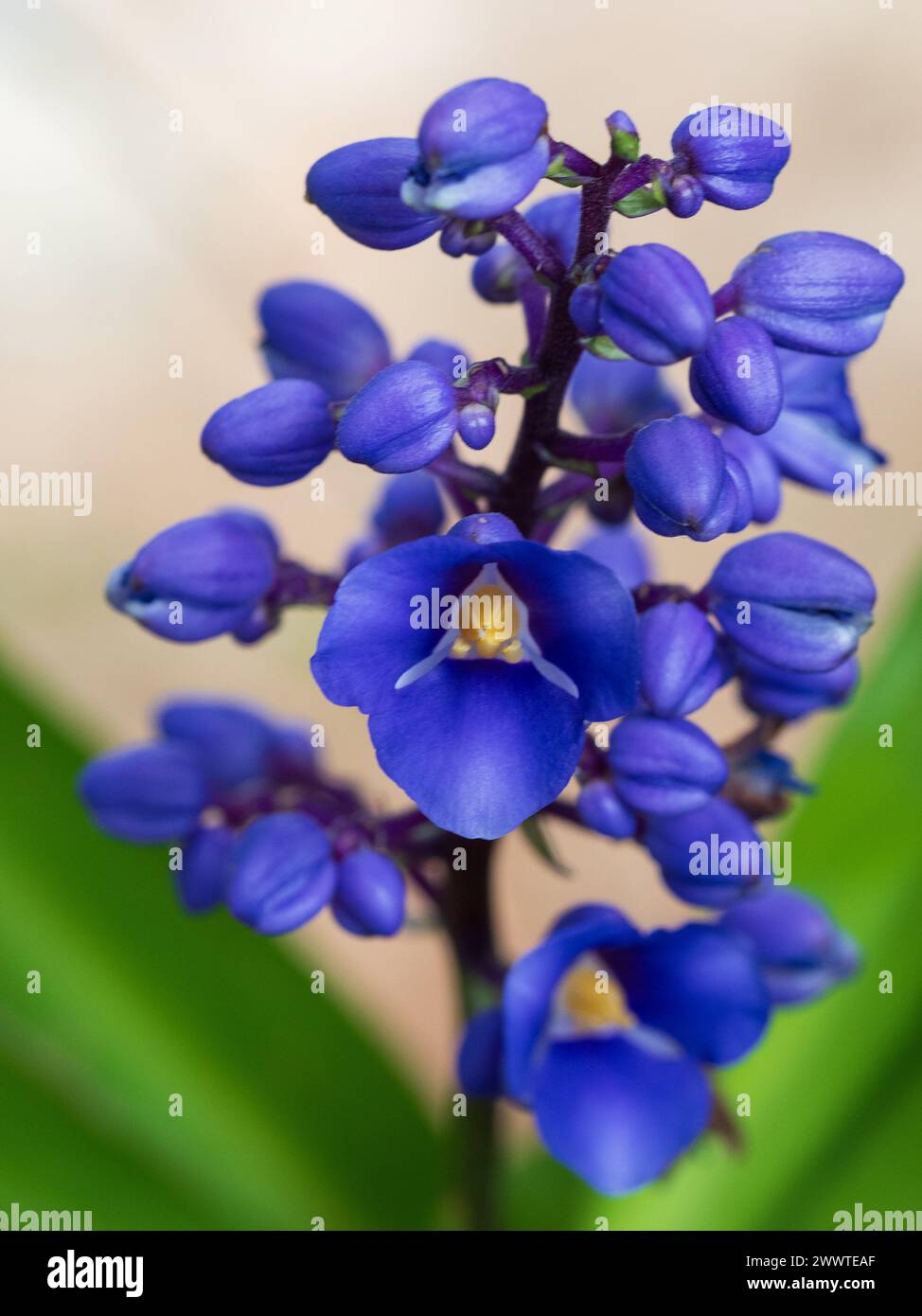Vibrant purple flowers of Blue Ginger plant Stock Photo - Alamy