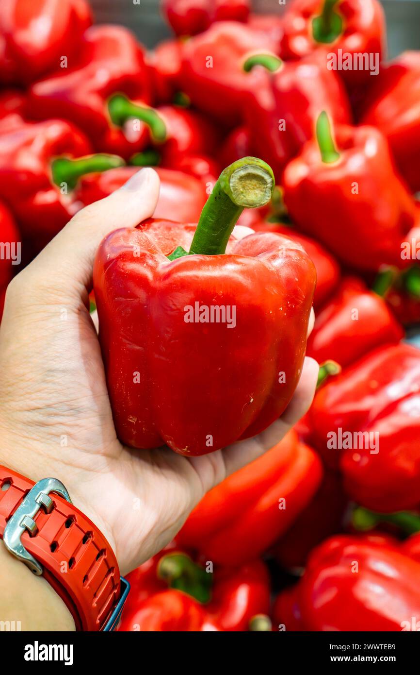 A fresh red capsicum annuum in a hand. Not spicy to eat Stock Photo - Alamy