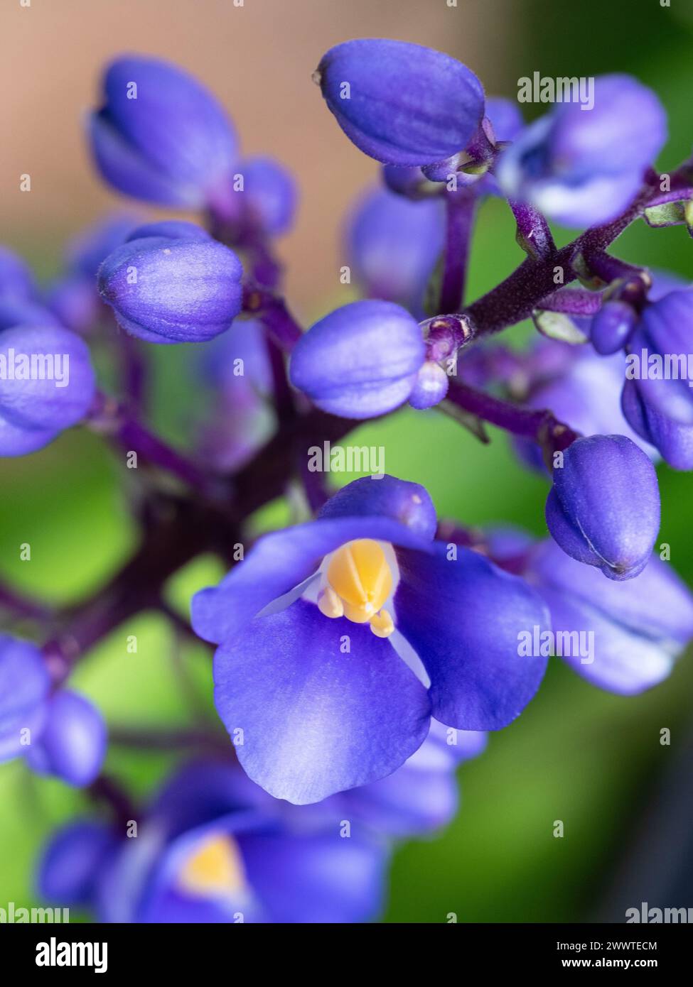 Vibrant purple flowers of Blue Ginger plant Stock Photo - Alamy
