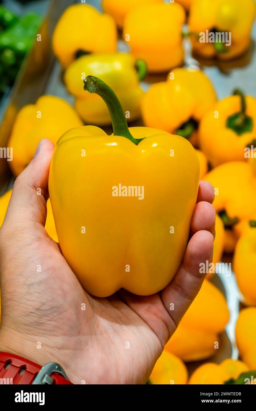 A fresh yellow capsicum annuum in a hand. Not spicy to eat Stock Photo ...