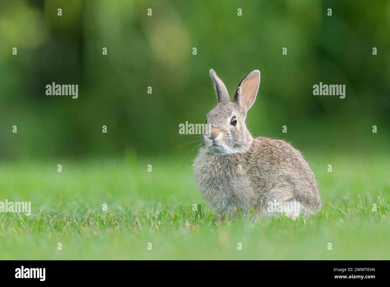 Shrubby backyards hi-res stock photography and images - Alamy