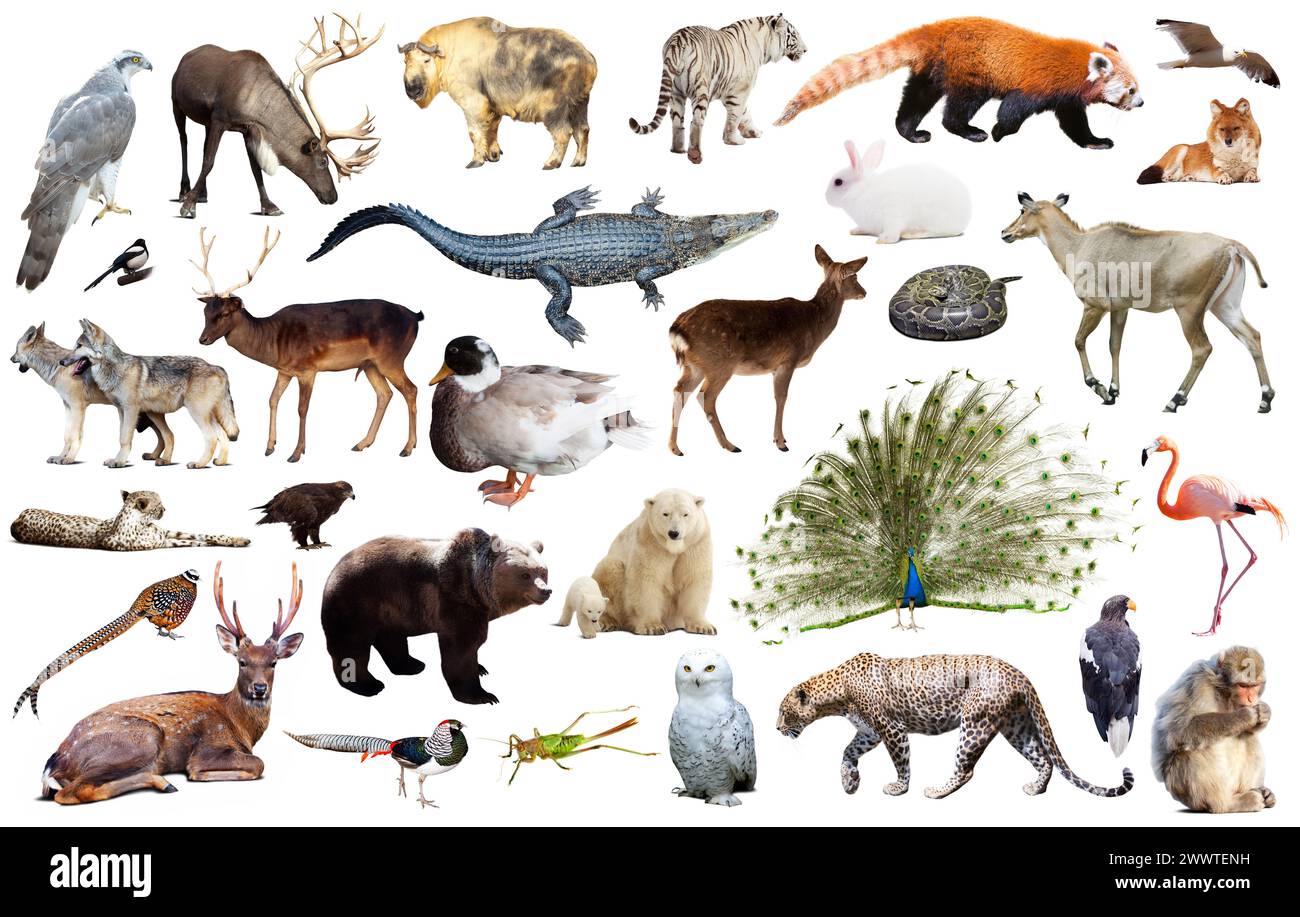 asia animals isolated Stock Photo - Alamy