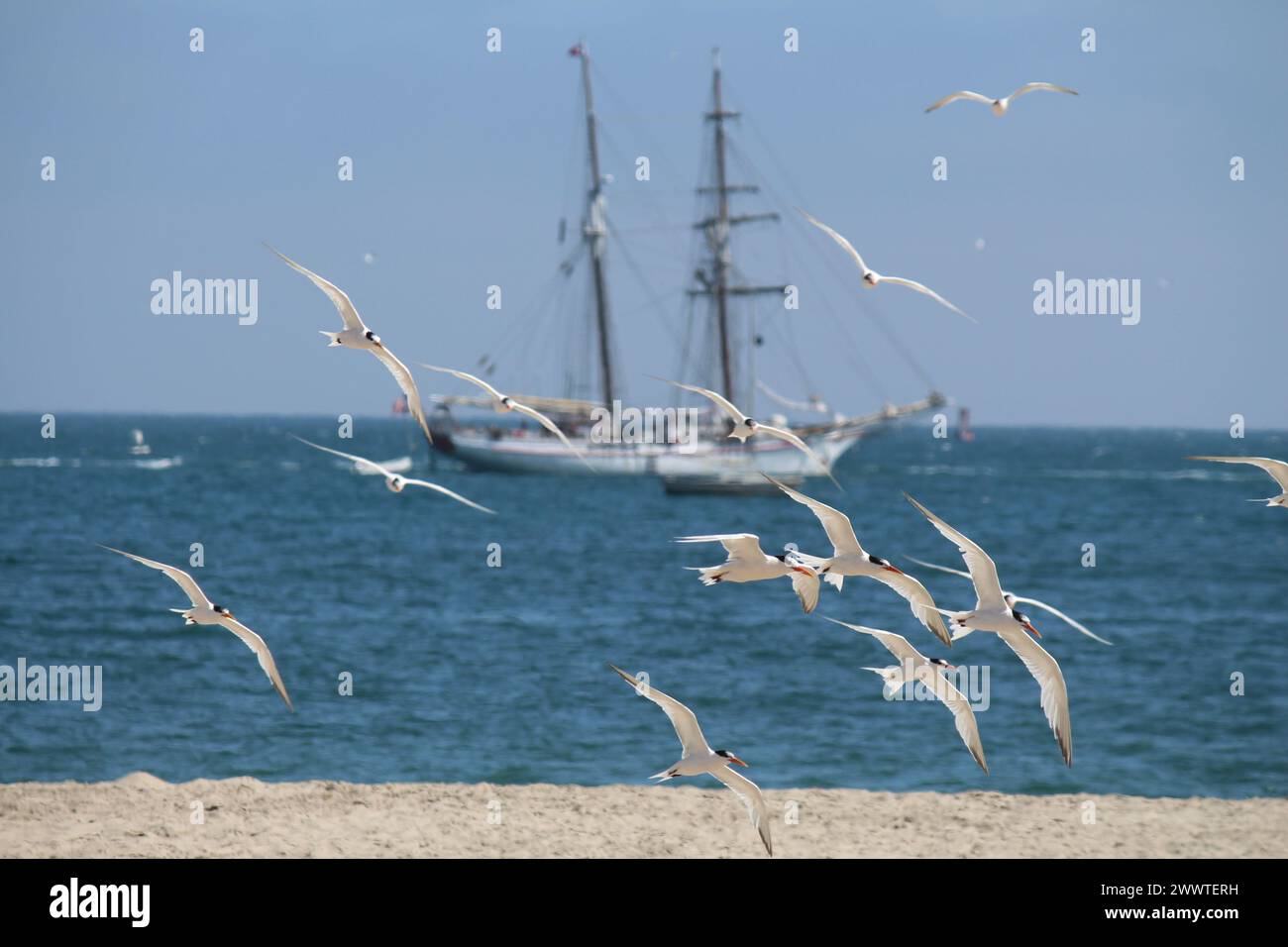 Pacific seabirds hi-res stock photography and images - Alamy