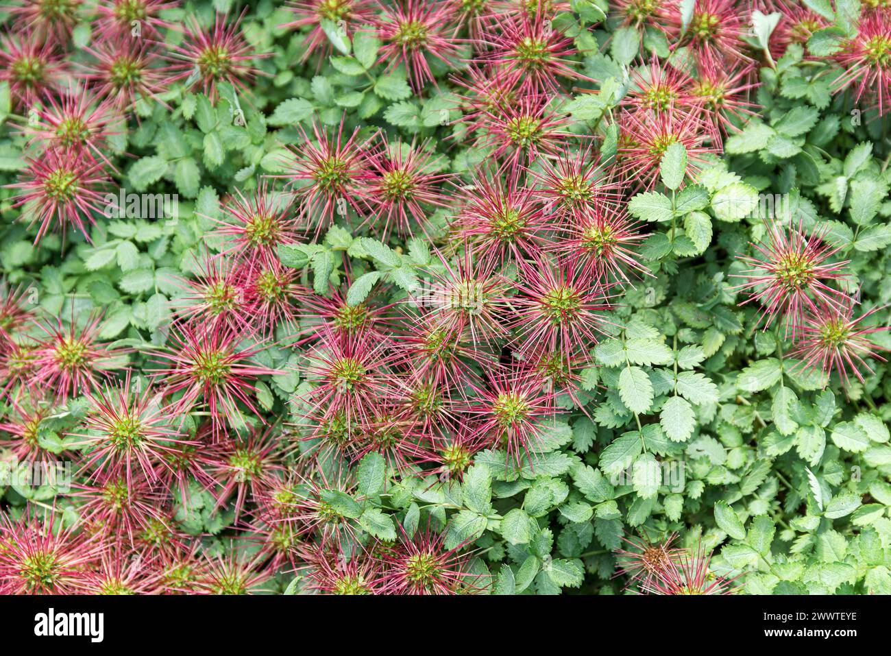 Epidermal outgrowth epidermal outgrowths hi-res stock photography and ...