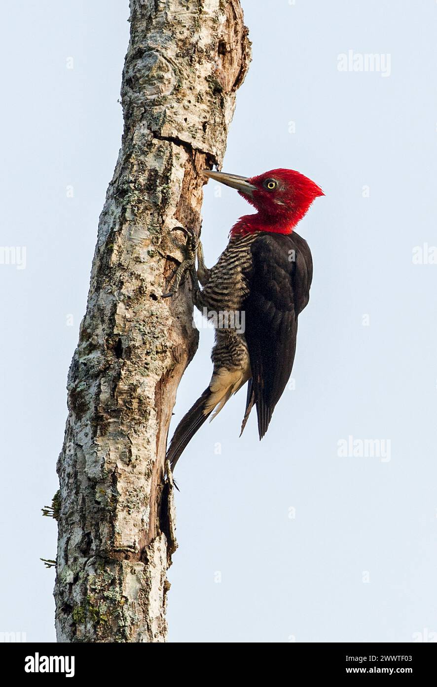 robust woodpecker (Campephilus robustus), male clinging to dead tree ...