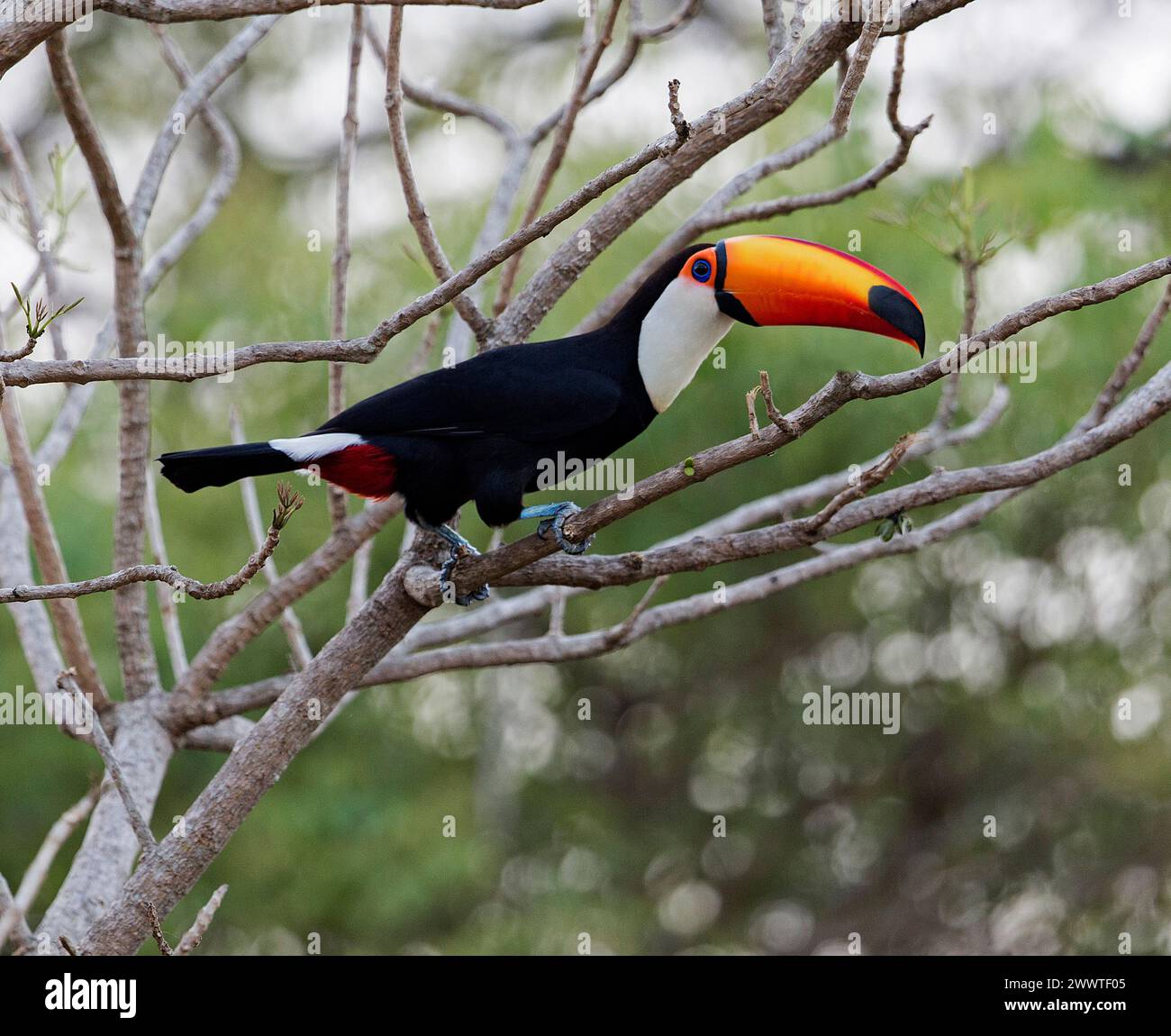 Toco toucan, Toucan, Common Toucan (Ramphastos toco), adult perched on ...