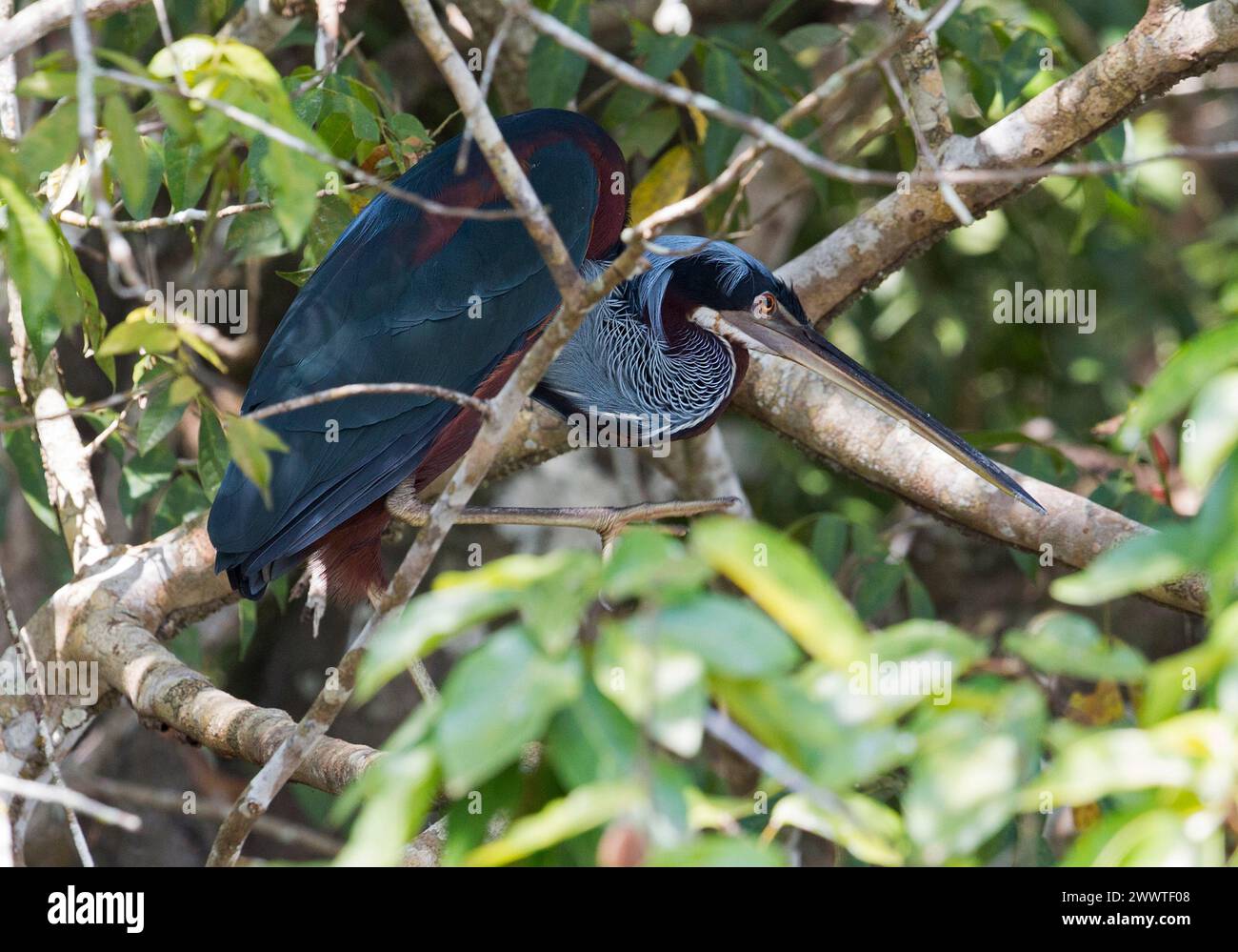 chestnut-bellied heron (Agamia agami), climbing in a tree, side view ...