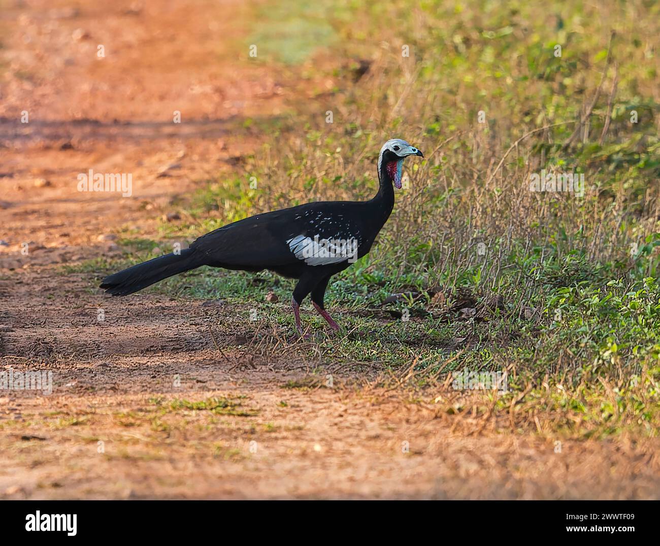 Red-throated piping guan (Pipile cujubi), walking on the ground, Brazil ...