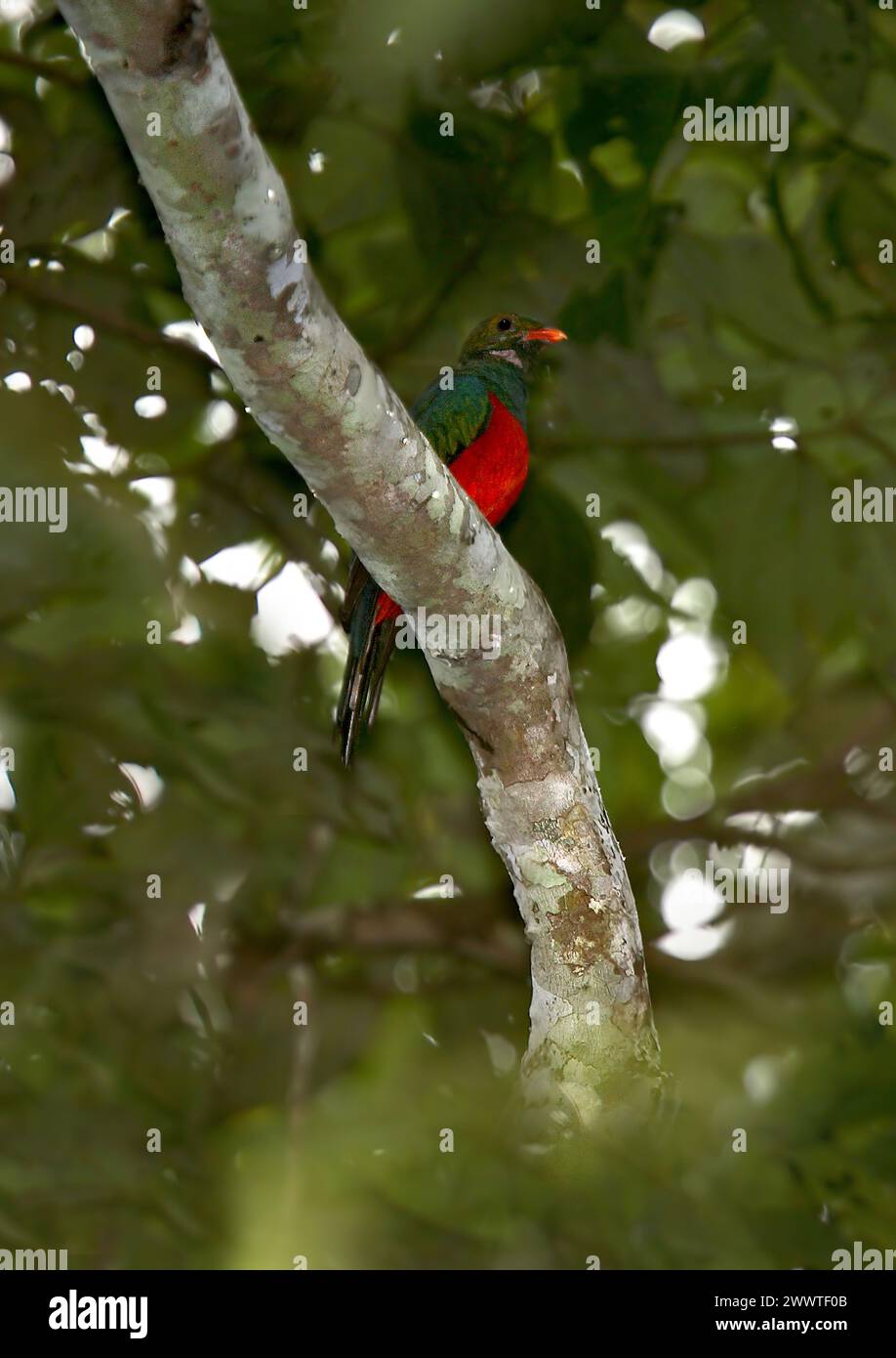 pavonine quetzal, peacock trogon, red-billed train bearer (Pharomachrus ...