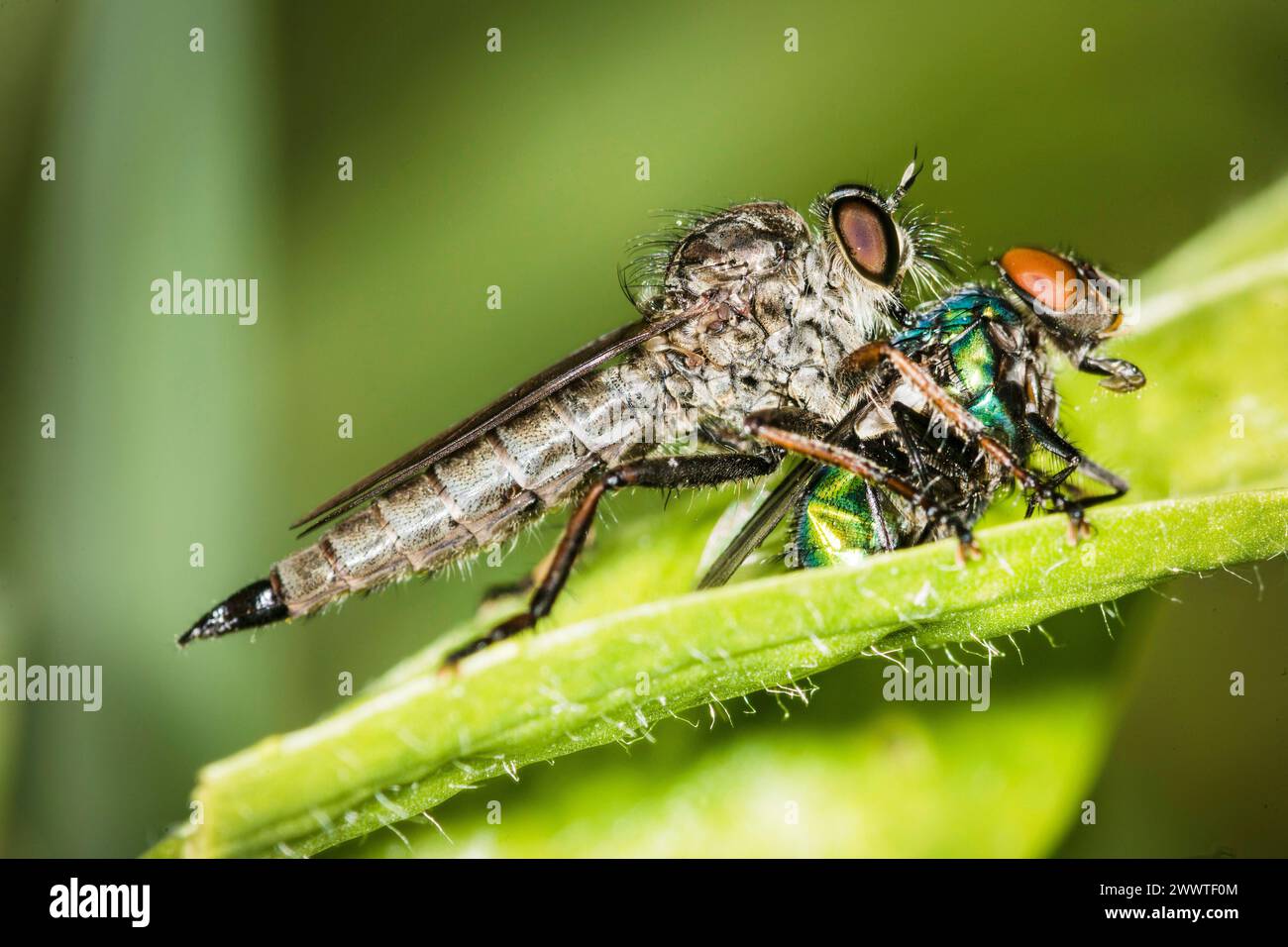 Common Robber Fly (Tolmerus atricapillus, Machimus atricapillus ...