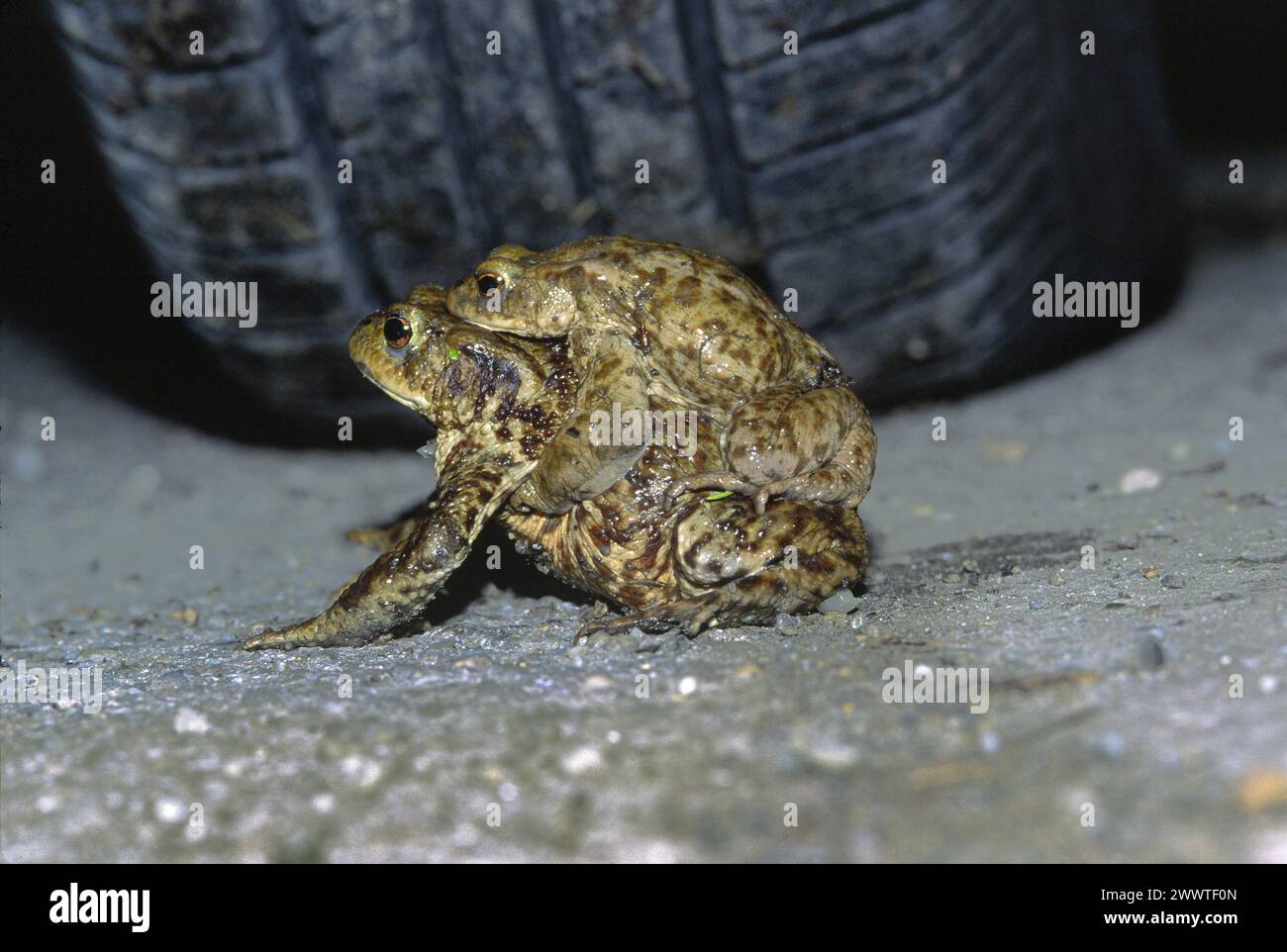 European common toad (Bufo bufo), Amphibian migration, pair on the road in front of a car tire ...