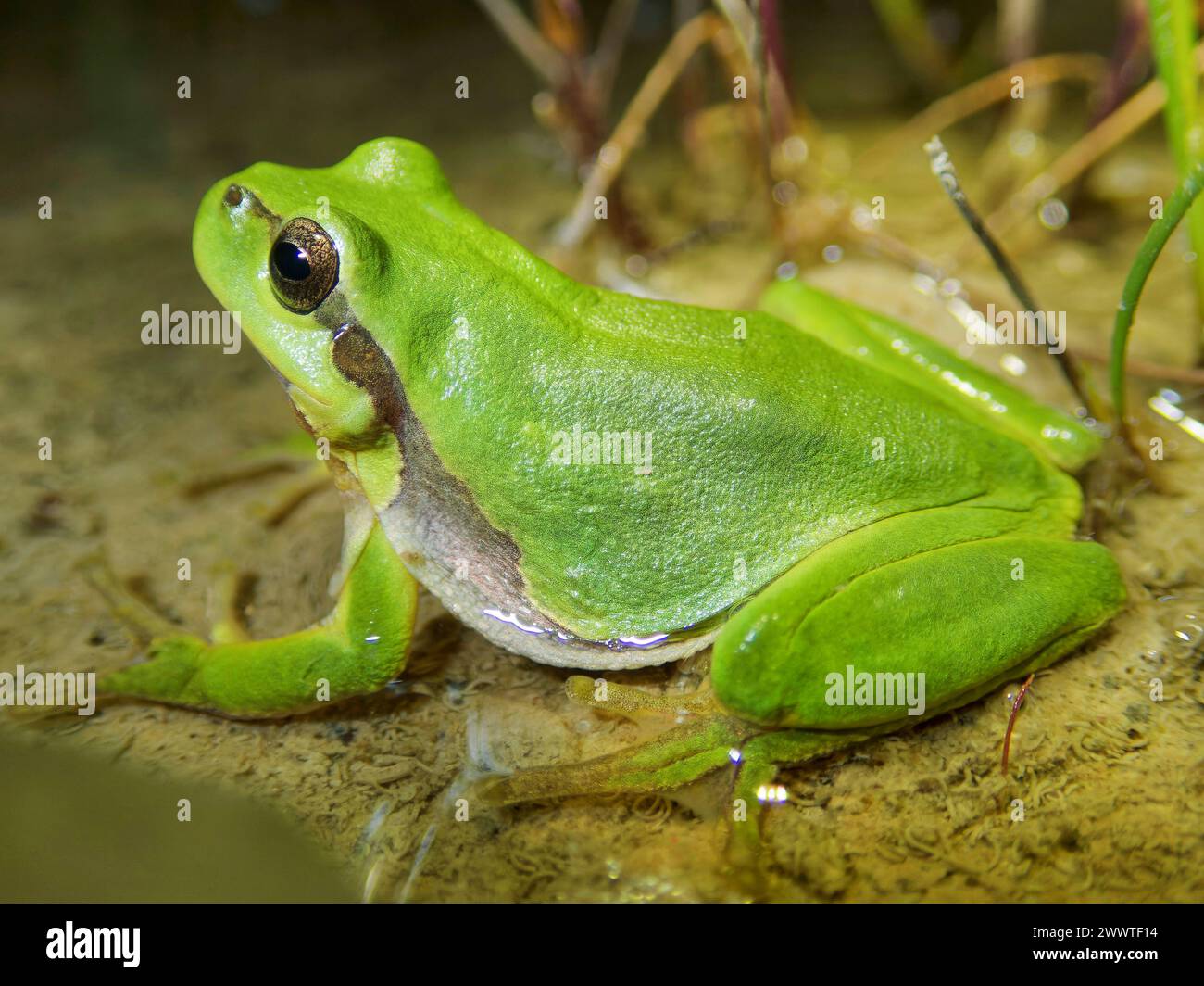 European Treefrog Common Treefrog Central European Treefrog Hyla Arborea Sittinf In Shallow