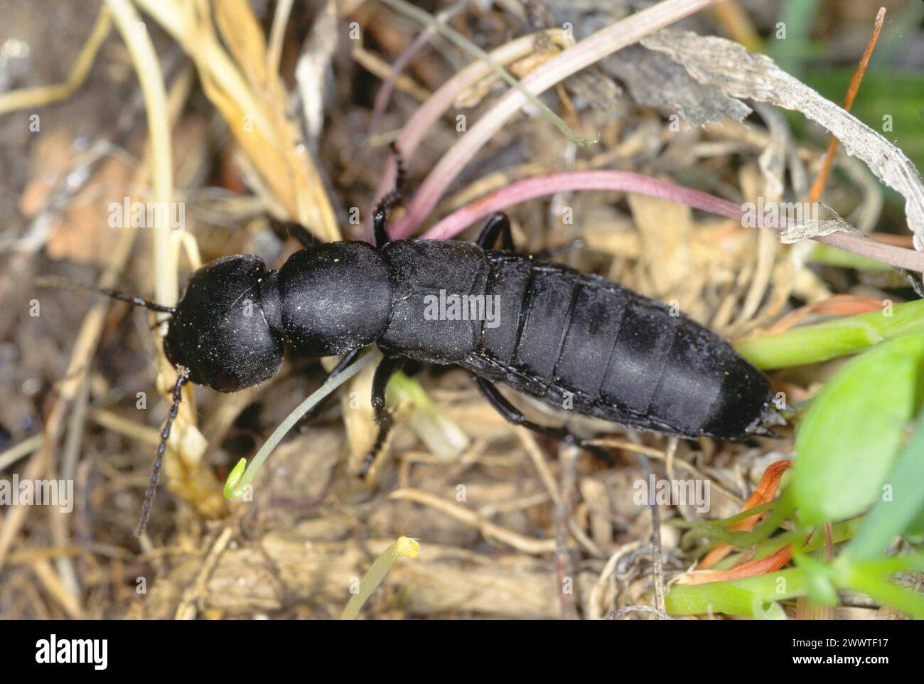 Esanimal hi-res stock photography and images - Alamy