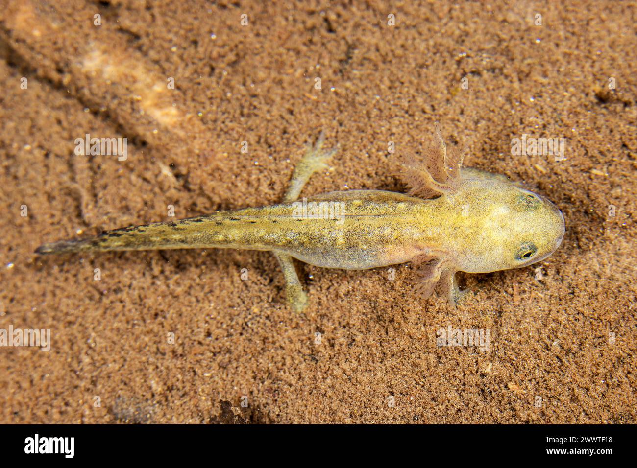 European fire salamander (Salamandra salamandra), larva in water ...