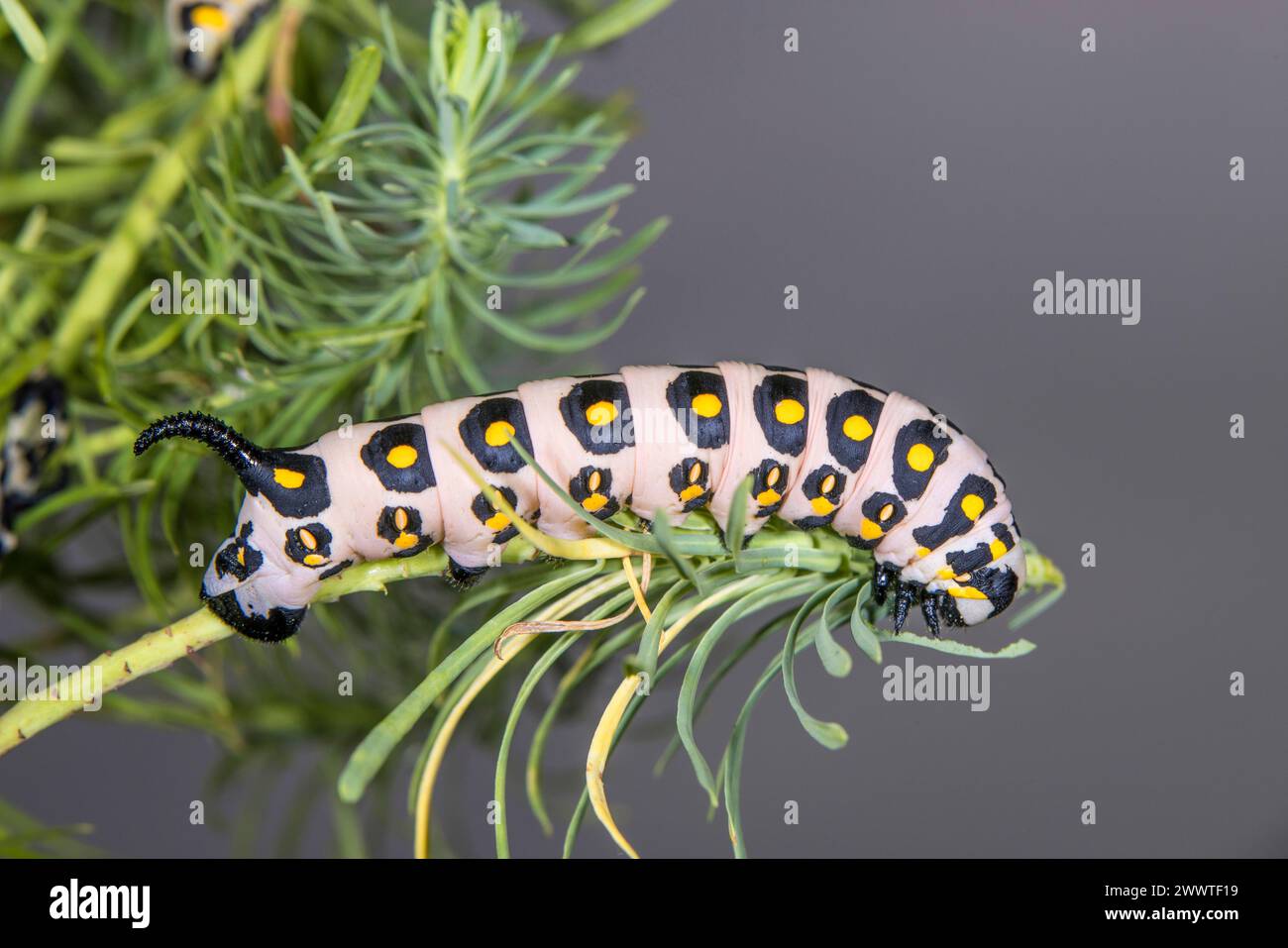 Mediterranean Hawk-moth, Greater Spurge hawkmoth (Hyles nicaea ...