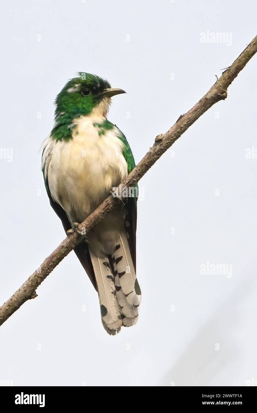 Equatorial guinea wildlife hi-res stock photography and images - Alamy