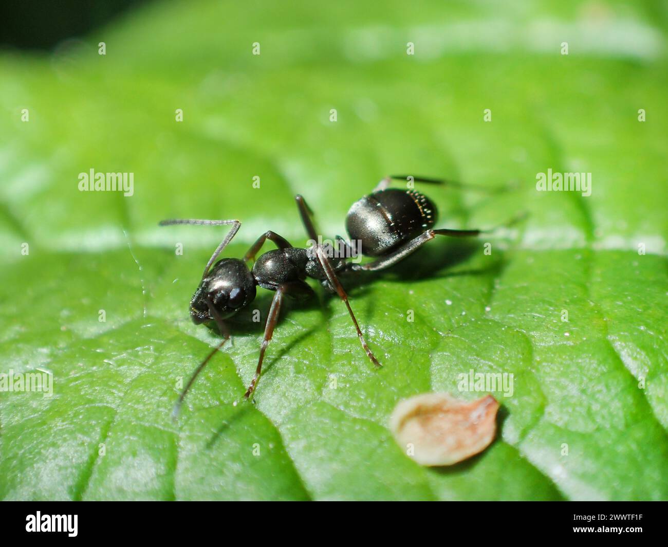 black ant, common black ant, garden ant (Lasius niger), on a leaf, side ...