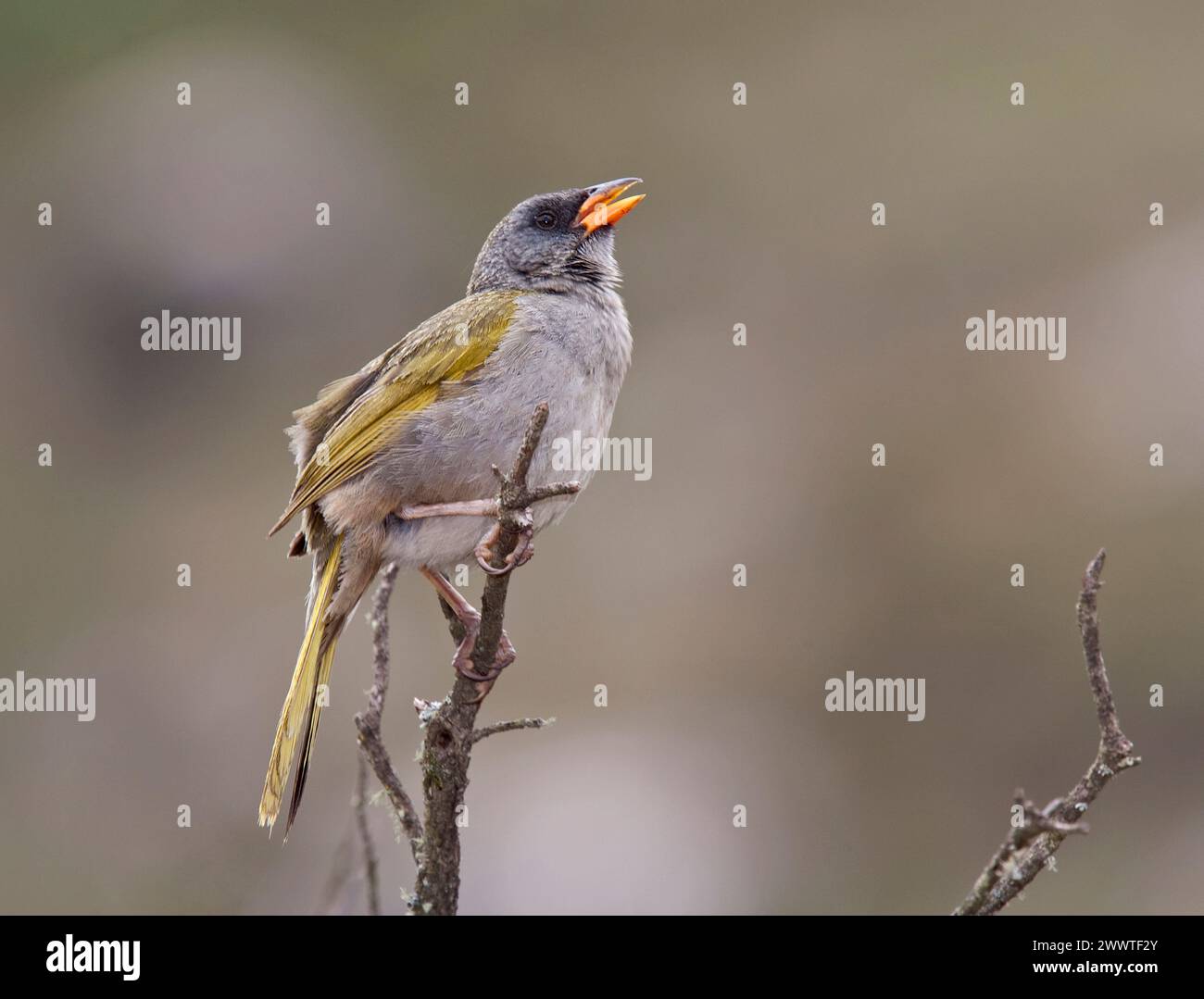 great pampa finch (Embernagra platensis), singing male, Brazil Stock ...